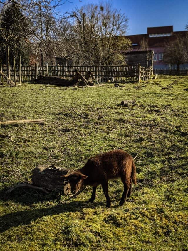 Uccle Farm