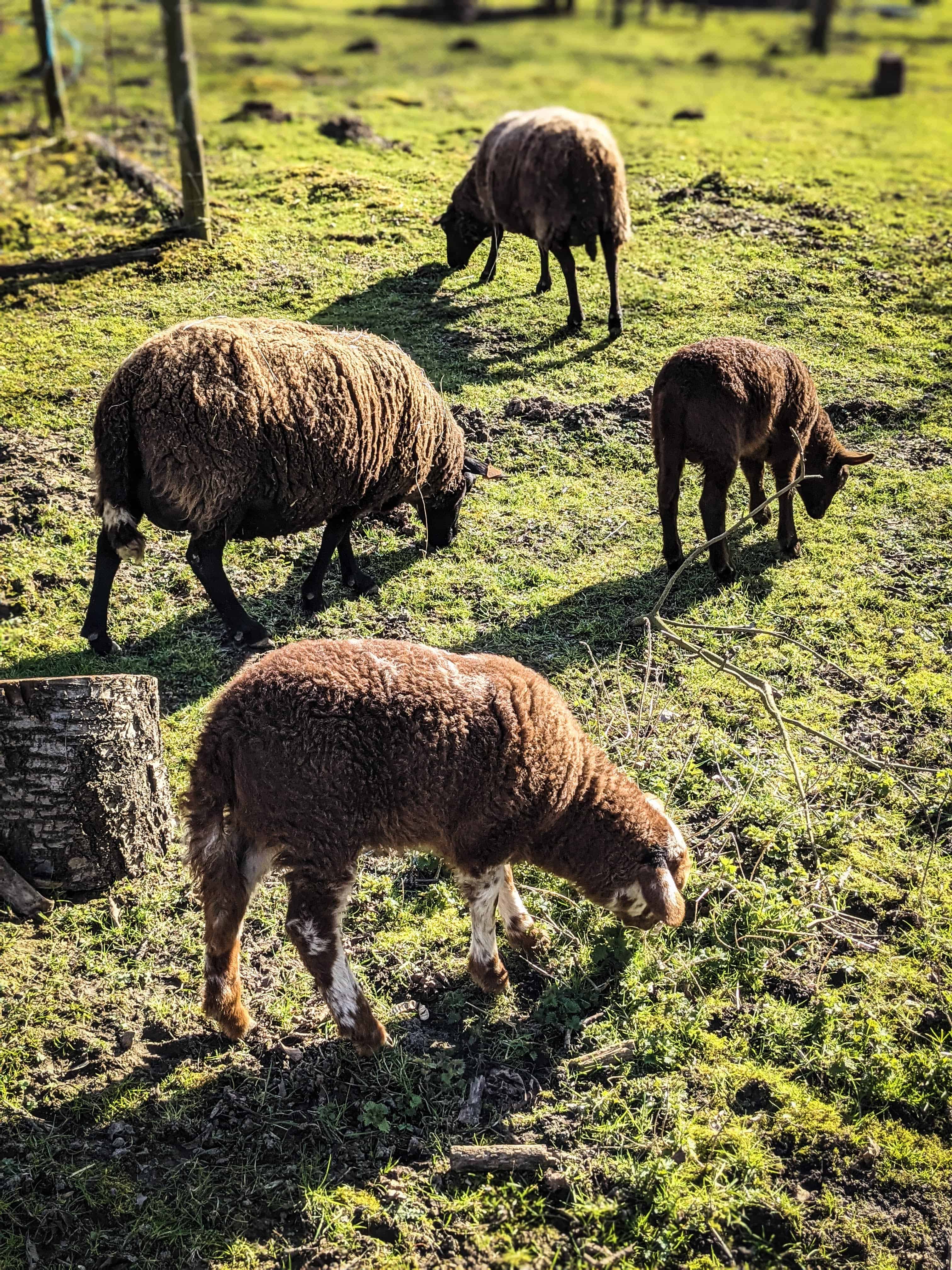 Uccle Farm