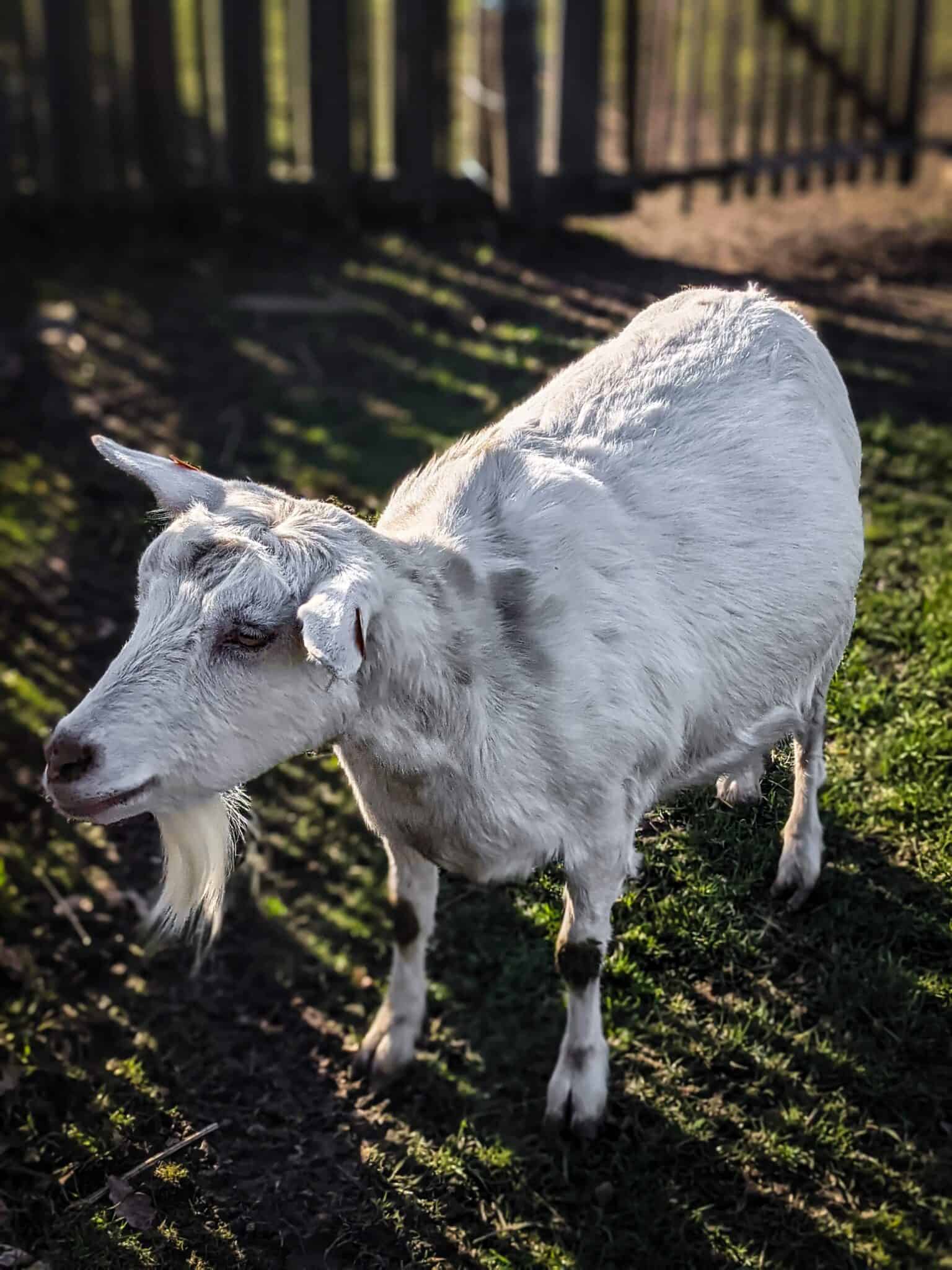 Uccle Farm