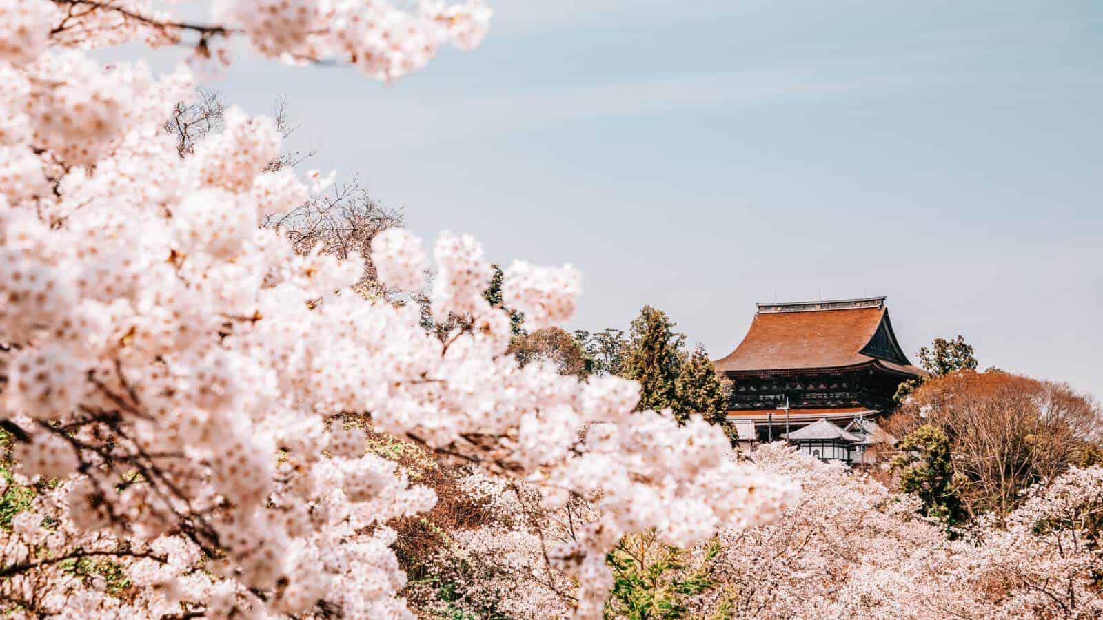 12 Most Stunning Cities In The World For Cherry Blossoms To Visit In