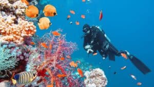 12 Incredible Underwater Adventures Across the Globe You Need To Experience