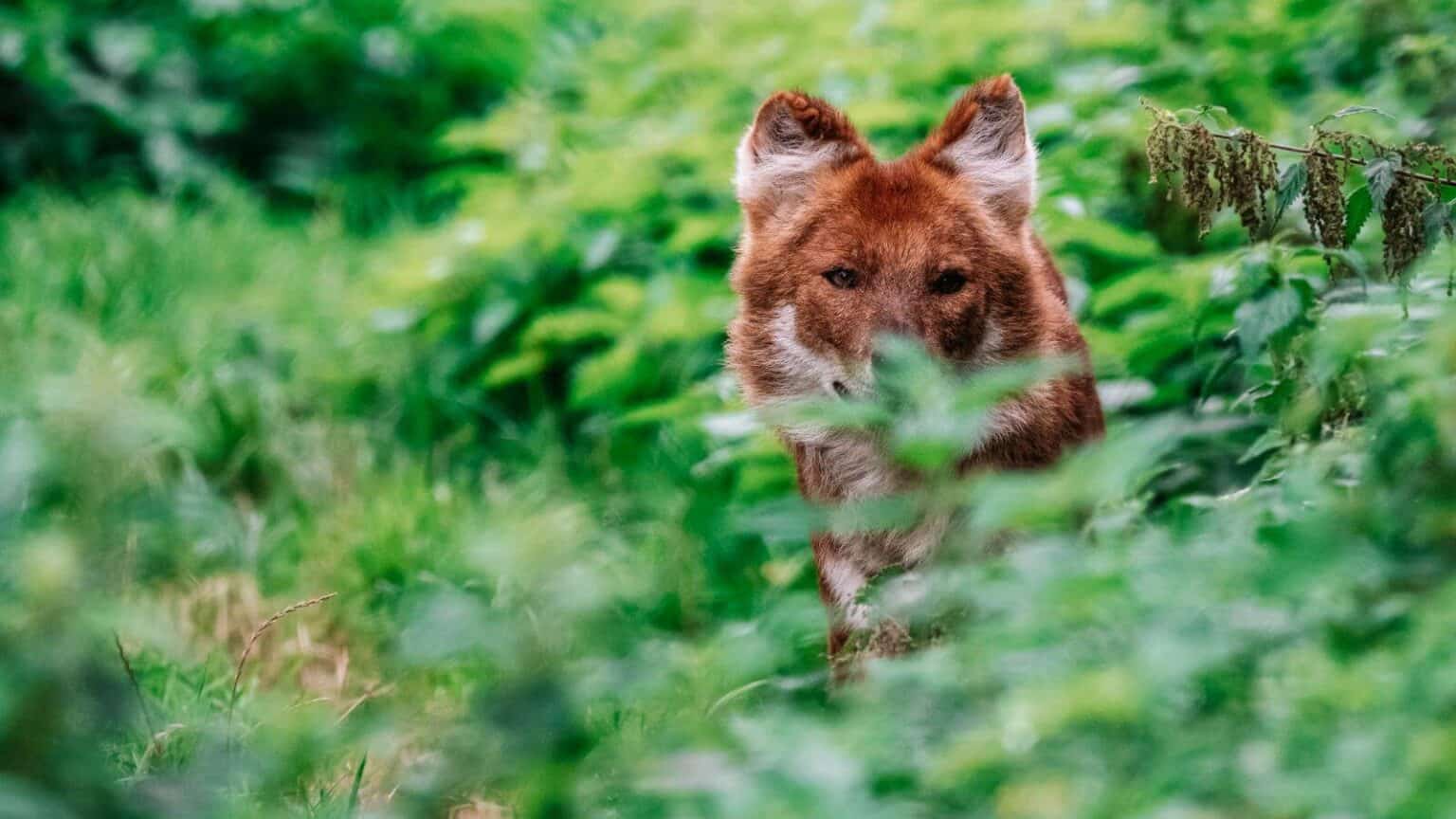 12 Wildlife Sanctuaries Around the World Offering Unforgettable Animal ...
