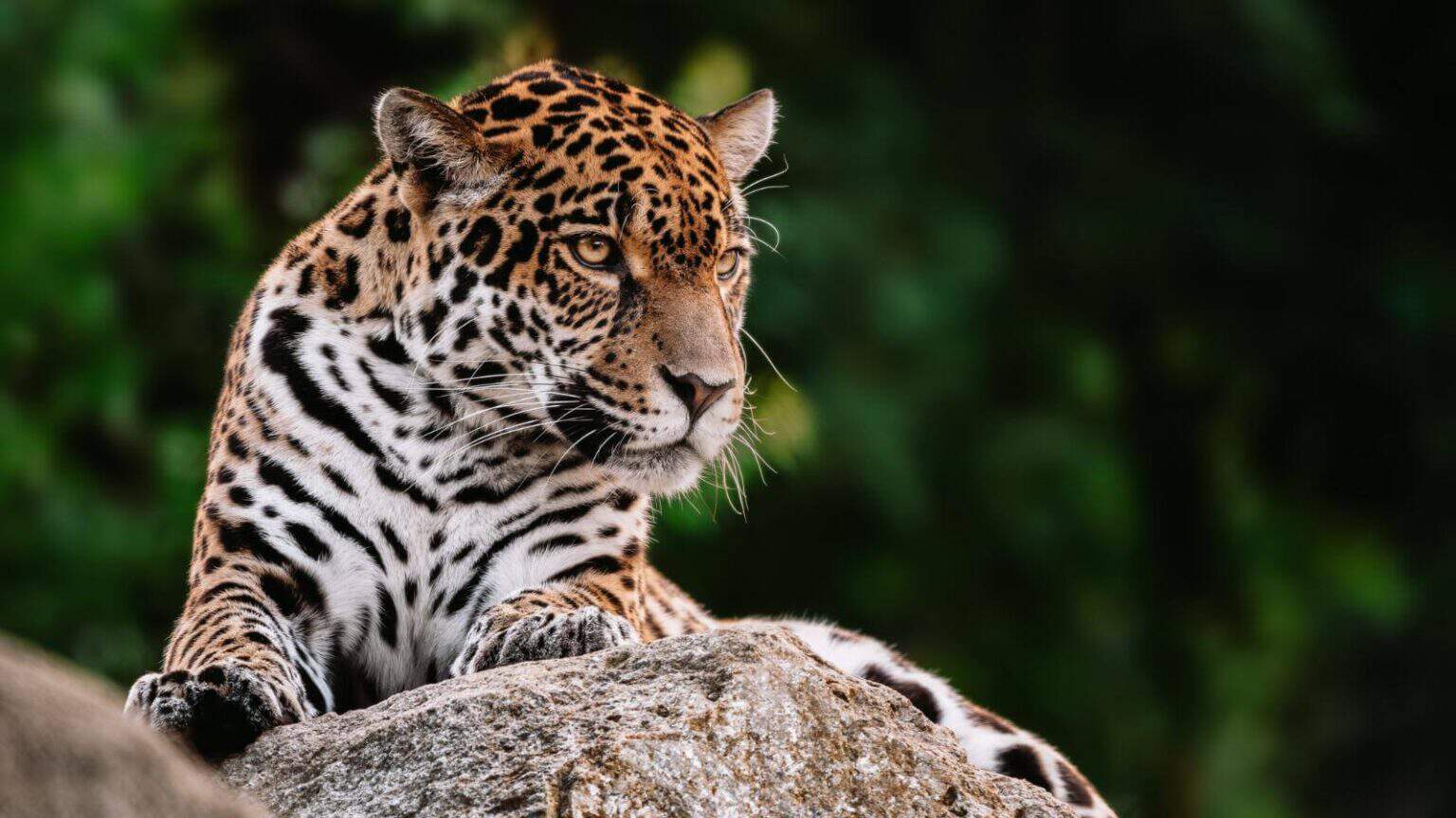 12 Wildlife Sanctuaries Around the World Offering Unforgettable Animal ...