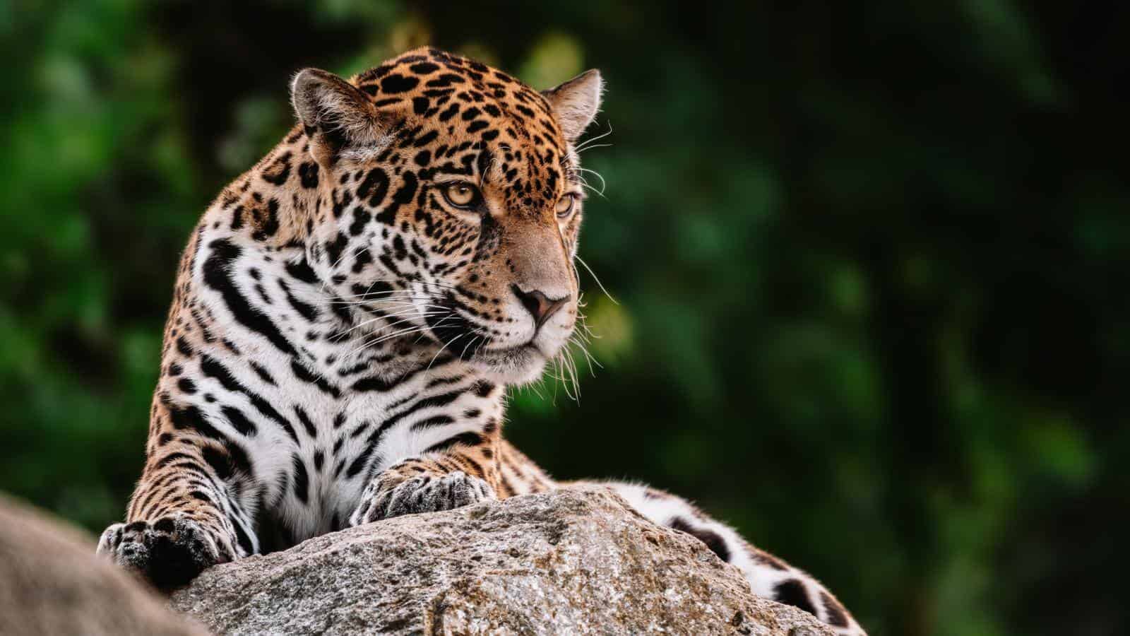 12 Wildlife Sanctuaries Around the World Offering Unforgettable Animal ...