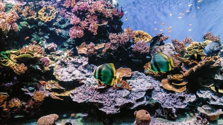 12 Colorful Coral Reefs for an Unforgettable Snorkeling Experience 2026