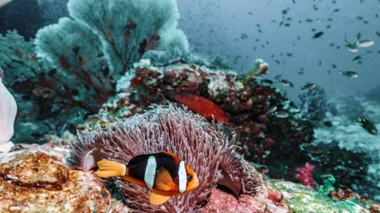 12 Colorful Coral Reefs for an Unforgettable Snorkeling Experience 2026
