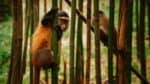 12 Ultimate Safaris in Africa for Your Bucket List 2025