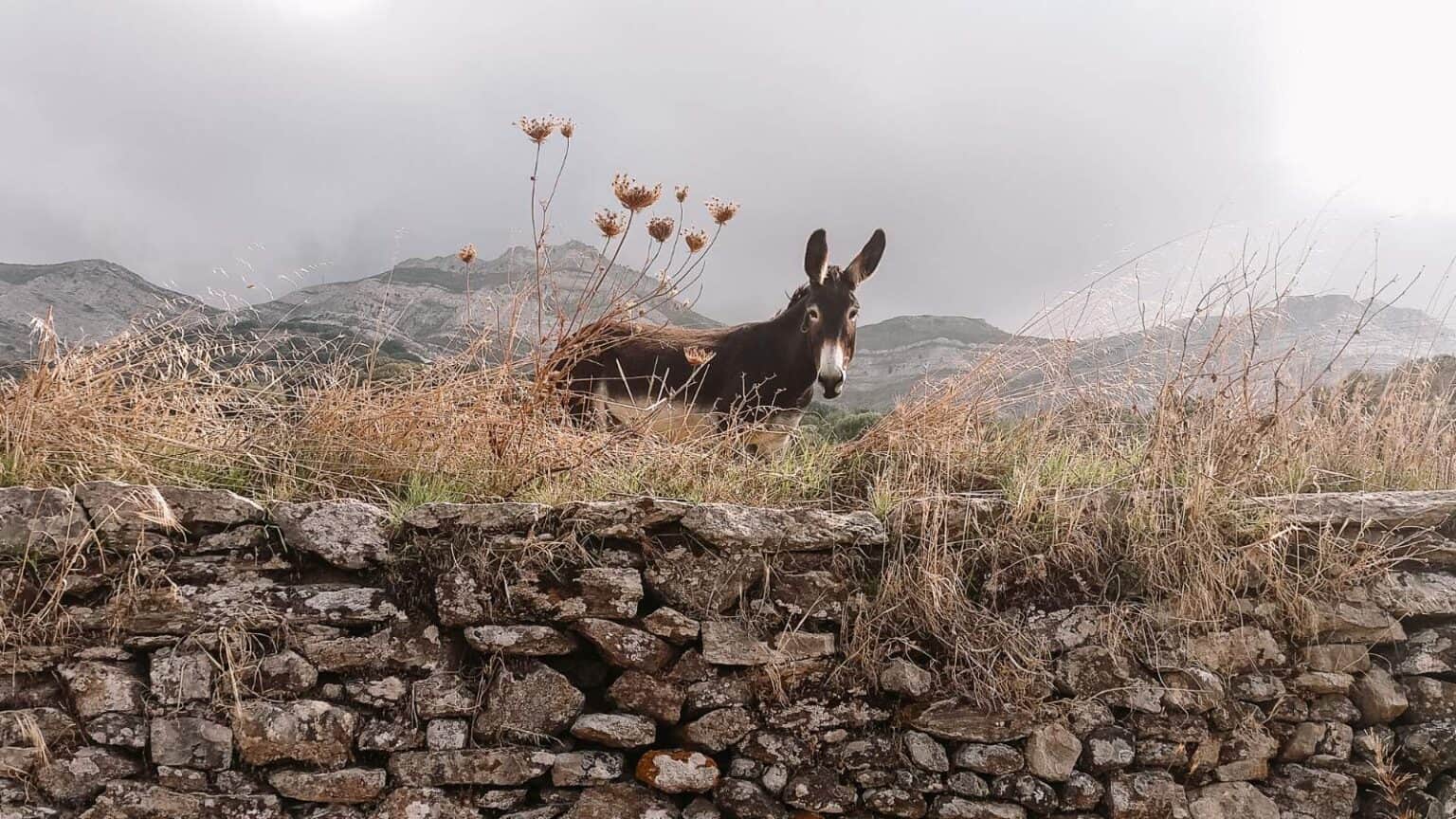 These Greek Islands Are Teeming With Unique Wildlife, From Endangered ...