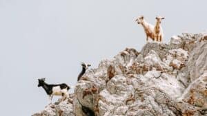 These Greek Islands Are Teeming With Unique Wildlife, From Endangered ...