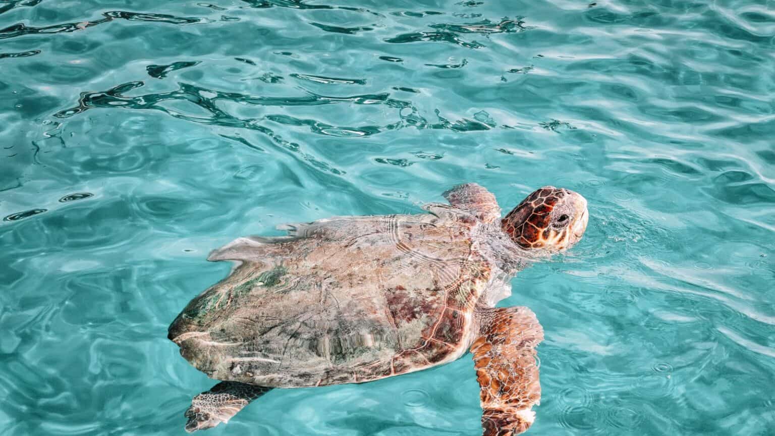 These Greek Islands Are Teeming With Unique Wildlife, From Endangered ...