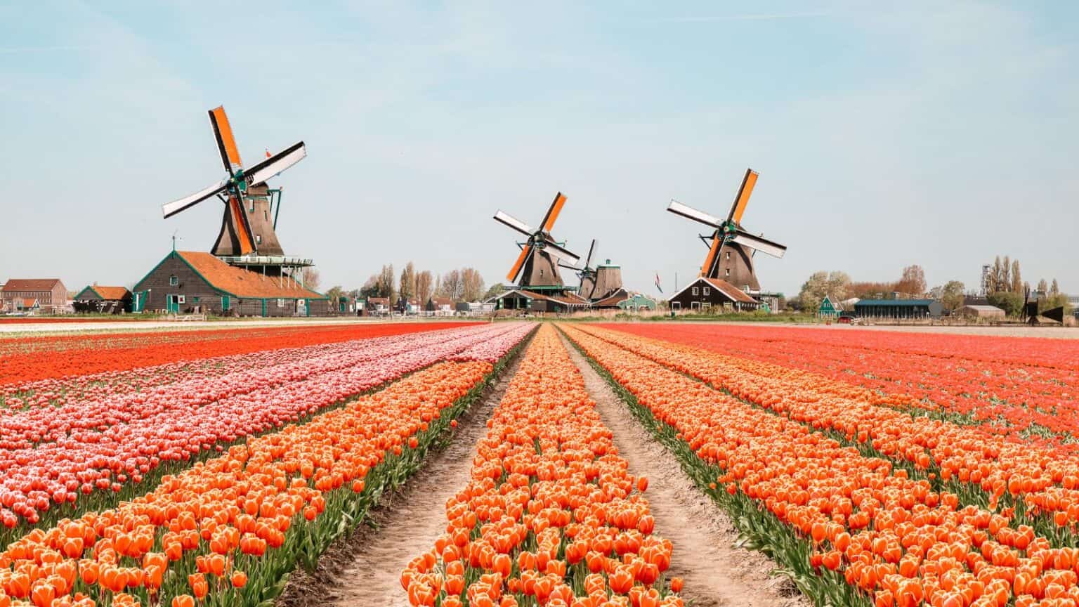 These Countries Come Alive With Cherry Blossoms, Tulip Fields and ...