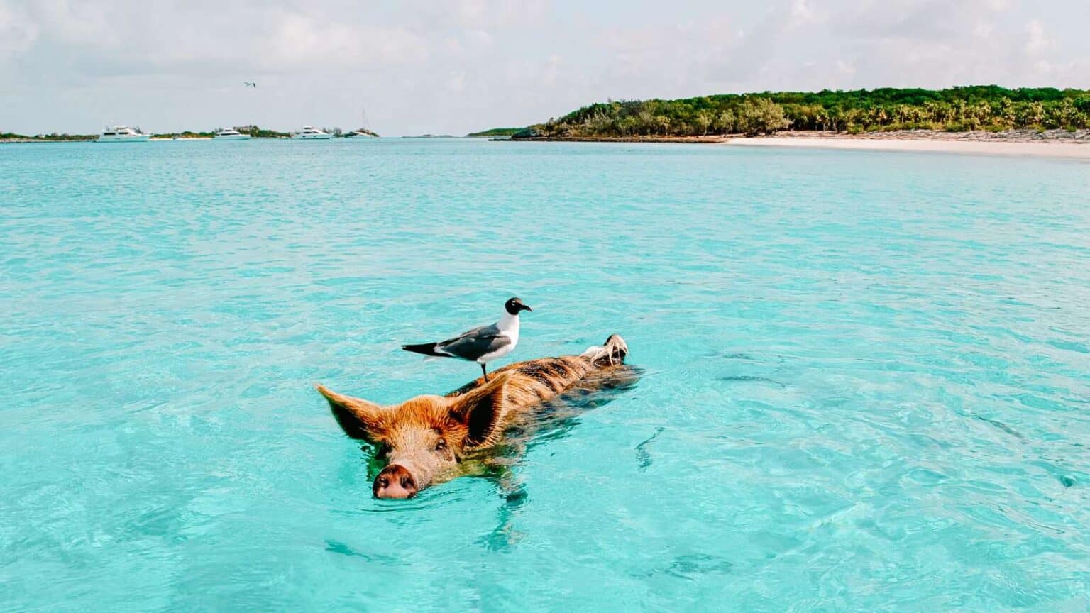 Forget Dinner and a Movie — These Caribbean Adventures for Couples Take ...