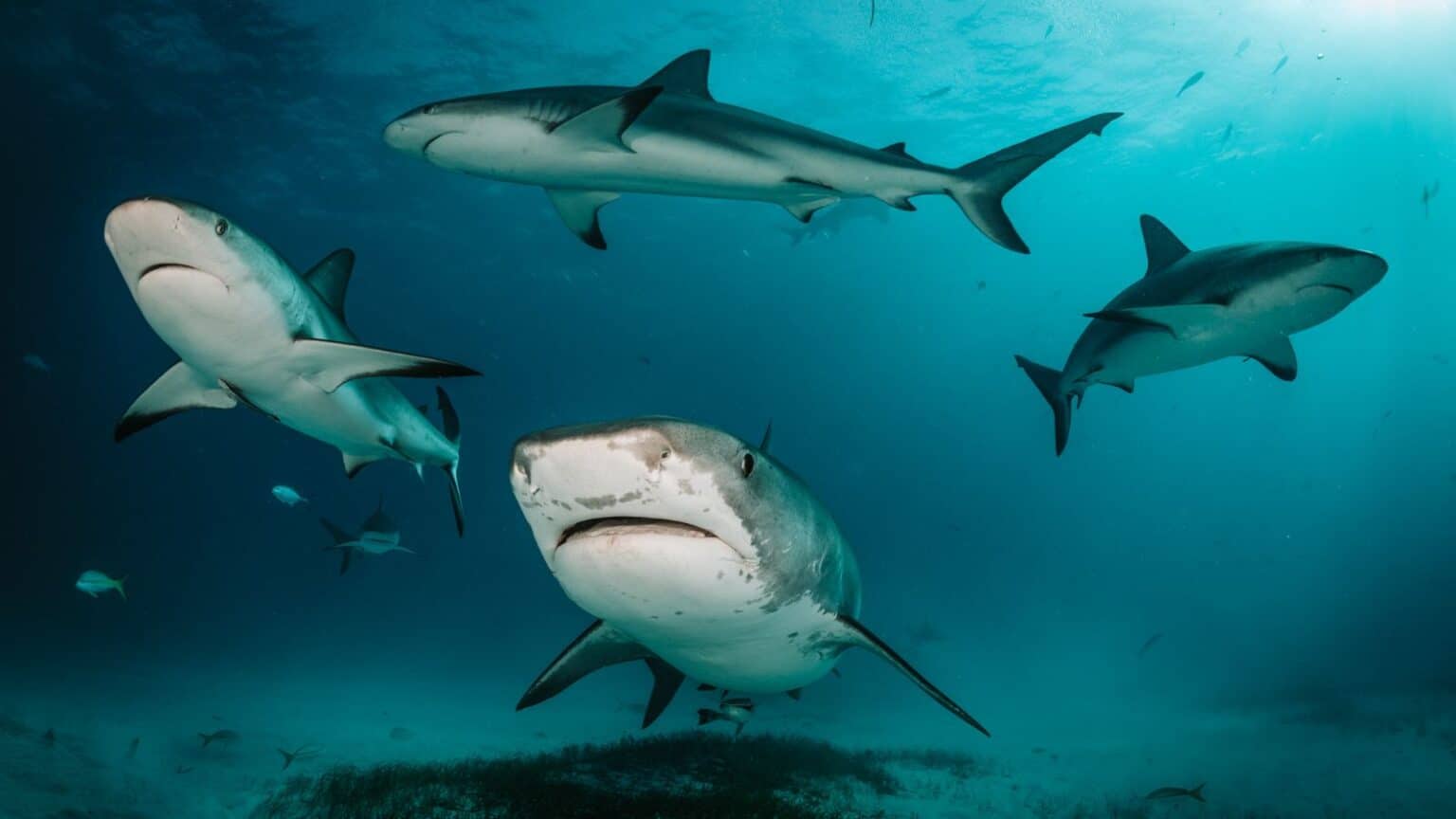 12 Dangerous Caribbean Beaches Where Risk Lurks Beneath the Waves (And ...