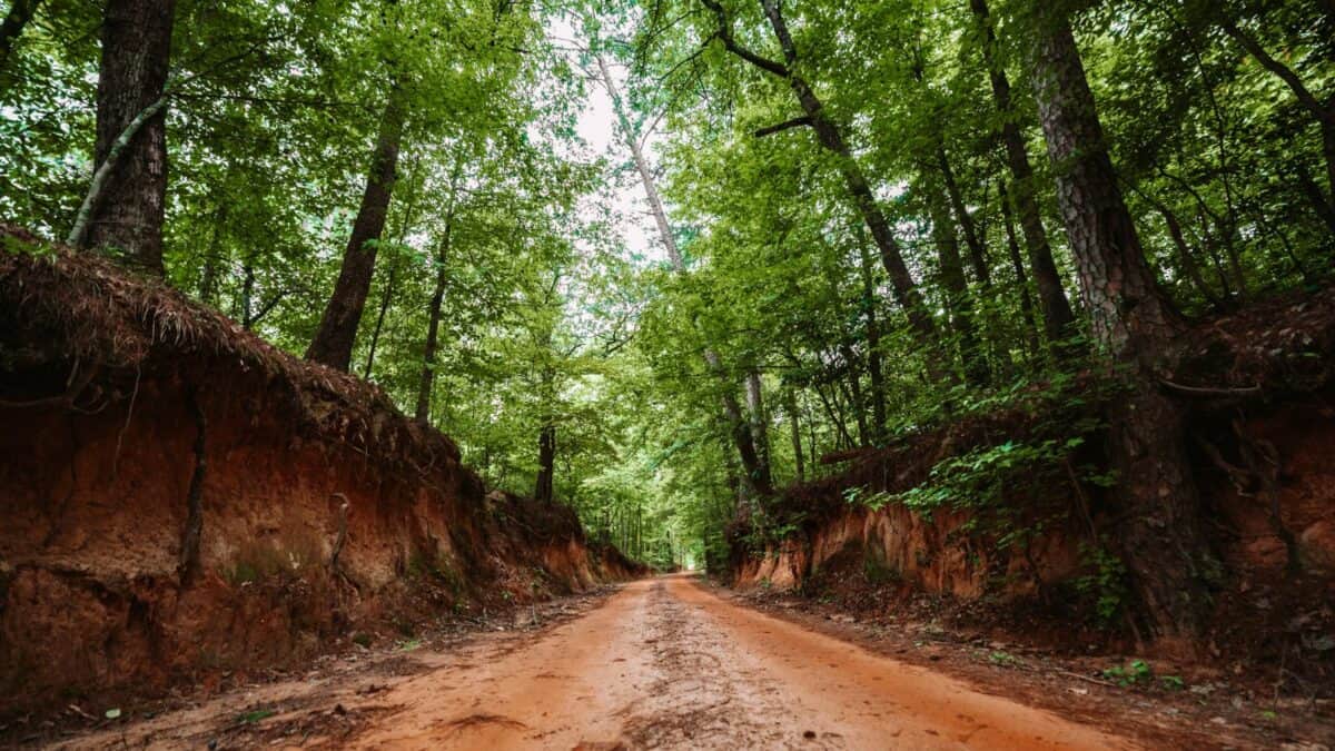 12 Haunted Roads in the US That Will Make You Second-Guess Night Drives