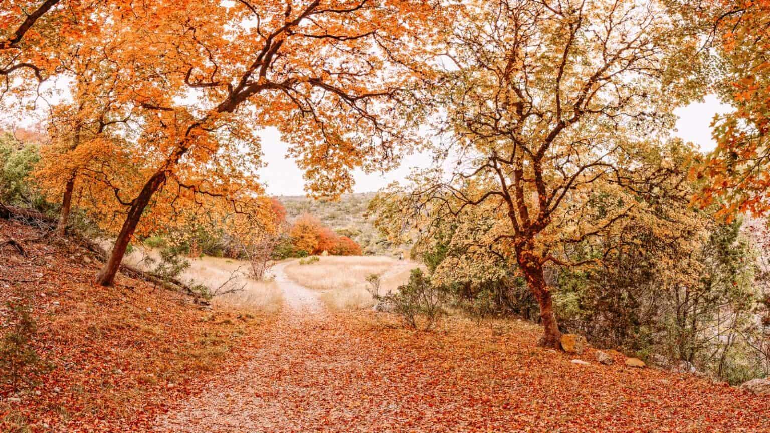 12 Picture-Perfect Fall Road Trips in the US To Fuel Your Wanderlust