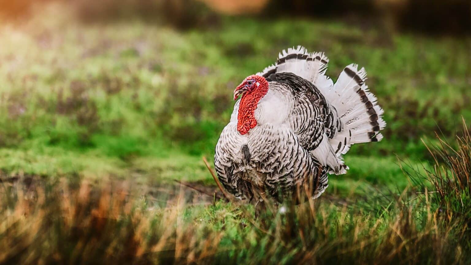 12 Thanksgiving Traditions That Have Stuck Around—And Where They ...