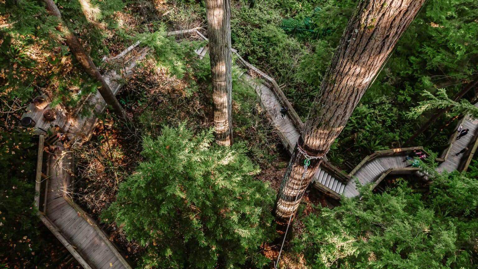 12 Beautiful Tree Top Walks To Experience Nature From a Whole New Angle