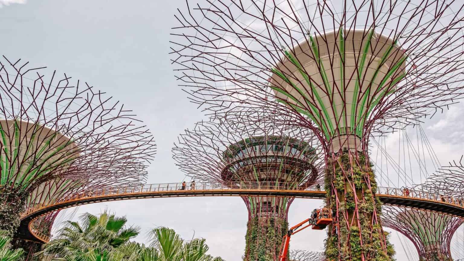 12 Beautiful Tree Top Walks To Experience Nature From a Whole New Angle