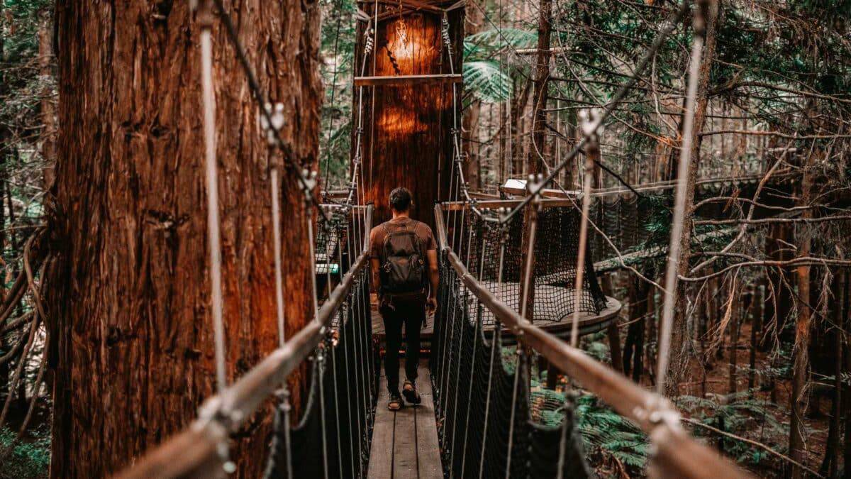 12 Beautiful Tree Top Walks To Experience Nature From a Whole New Angle