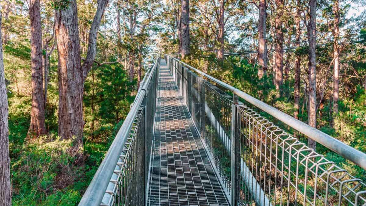 12 Beautiful Tree Top Walks To Experience Nature From a Whole New Angle