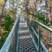12 Beautiful Tree Top Walks To Experience Nature From a Whole New Angle