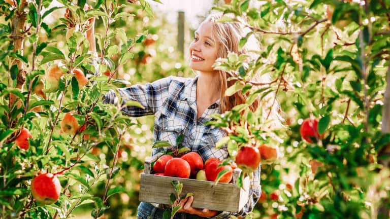 These 12 Places for Apple Picking in the US Will Have You Feeling All ...