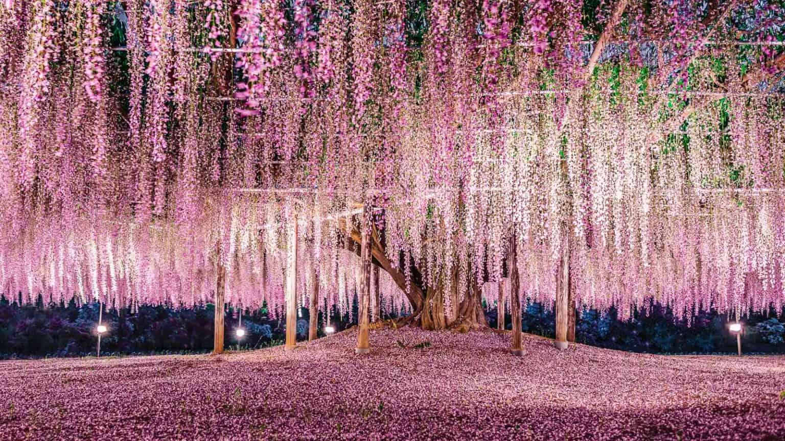 12 Best Winter Destinations in Japan You’ll Want To See Covered in Snow