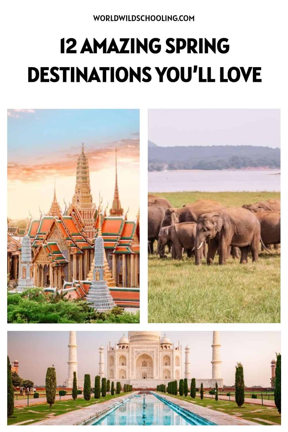 These Countries Come Alive With Cherry Blossoms, Tulip Fields and ...