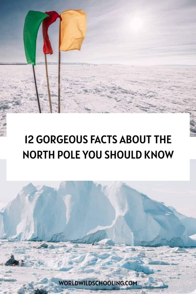 12 Fascinating Facts About the North Pole You Probably Didn’t Know