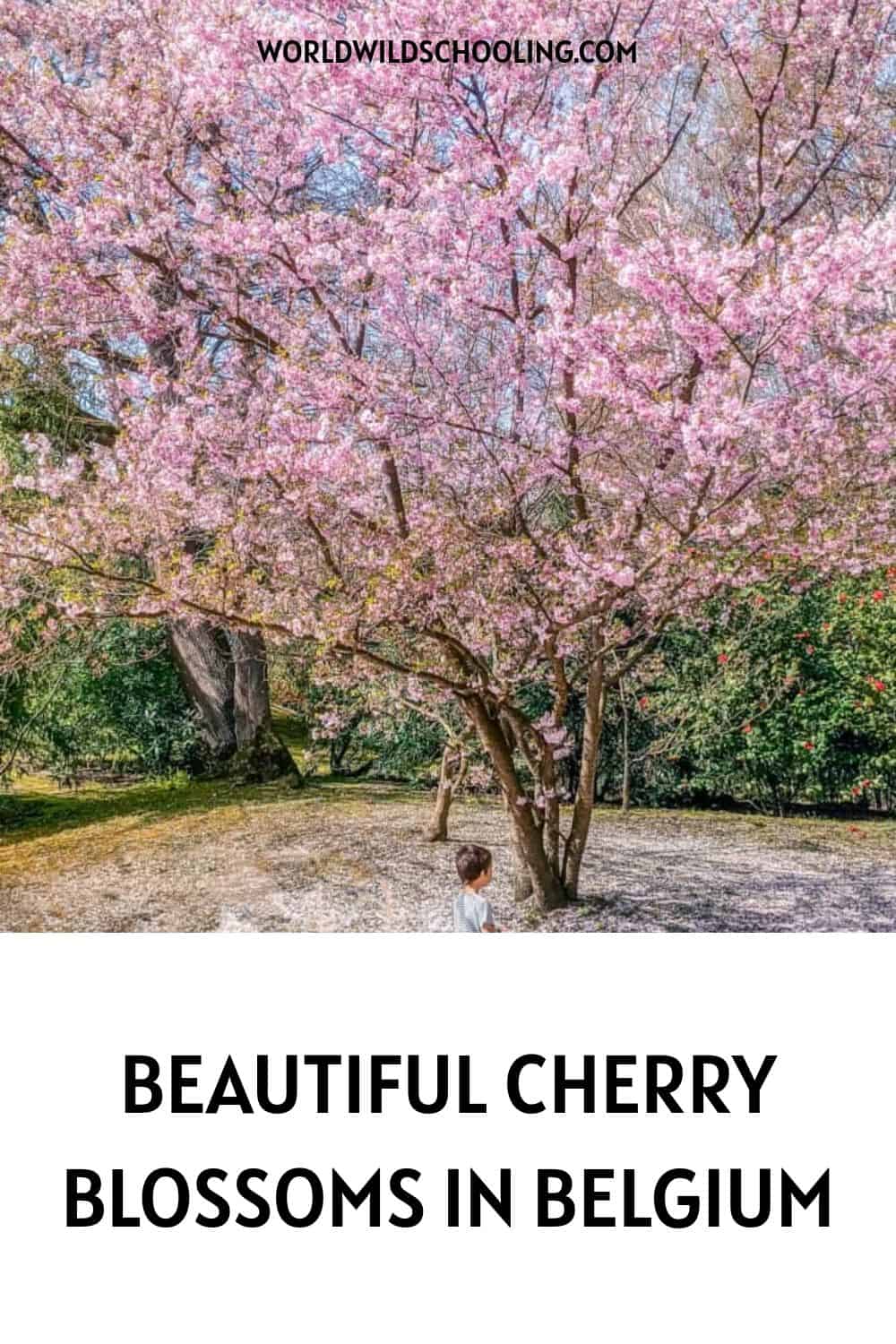 The Best Places to See Cherry Blossoms in Belgium