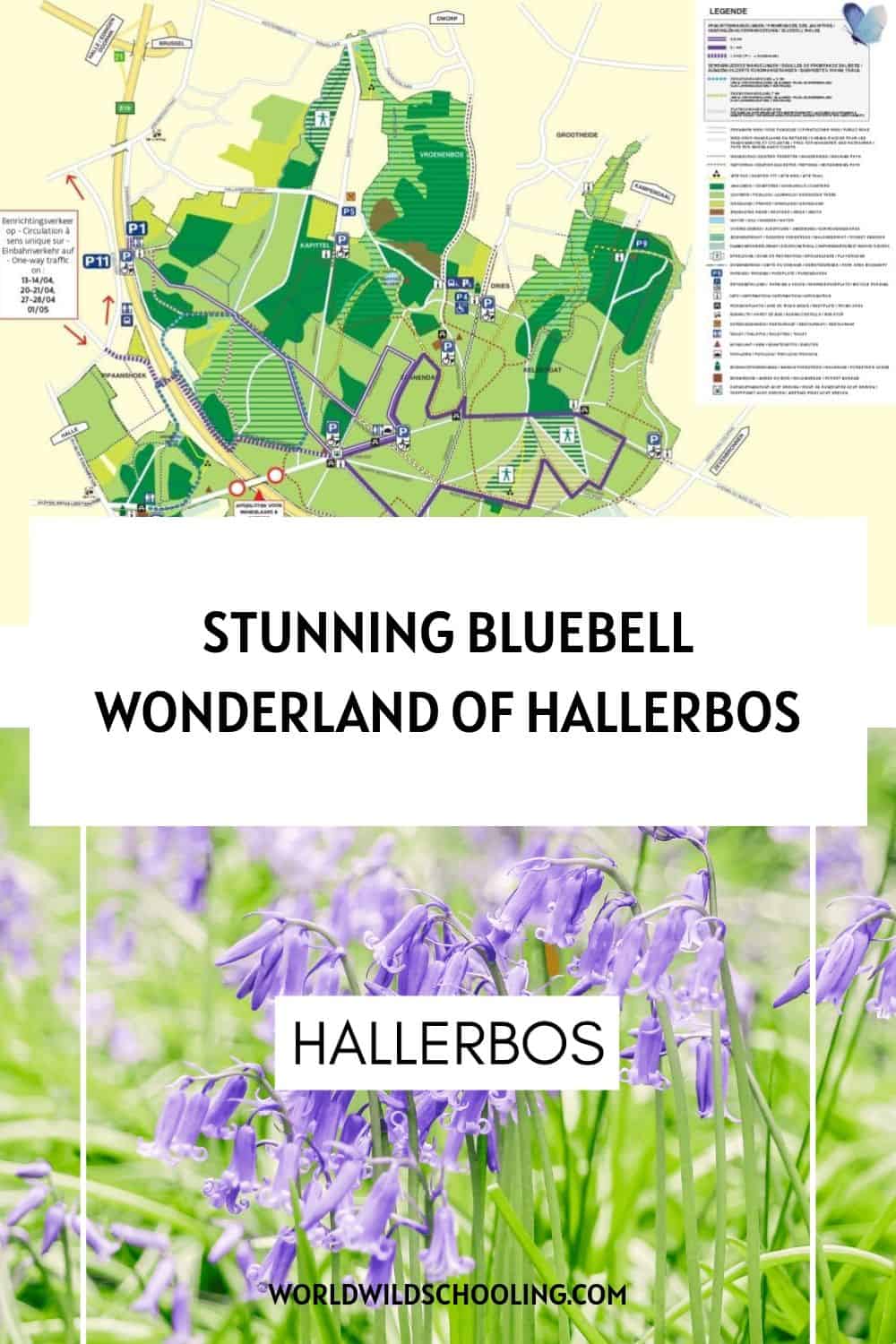 Hallerbos